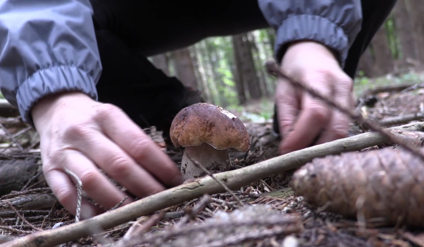 Funghi, i consigli degli esperti. VIDEO